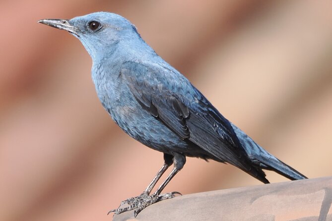 Ronda Nature and Scenic Private Hiking Tour - Key Points