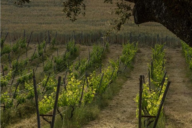 Ronda Private Wine Tour and Tapas from Marbella - What Makes This Tour Stand Out