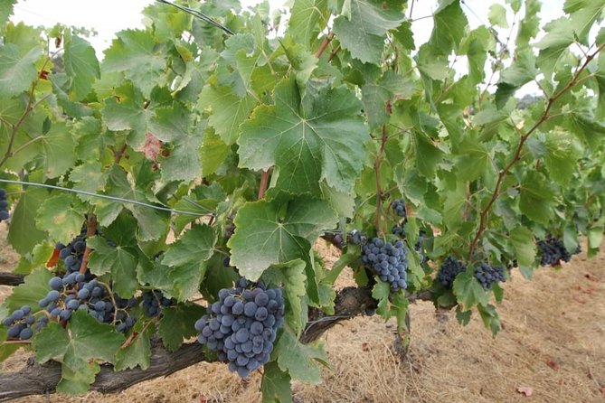 Ronda Private Wine Tour and Tapas from Marbella - Price & Value: Is It Worth It?