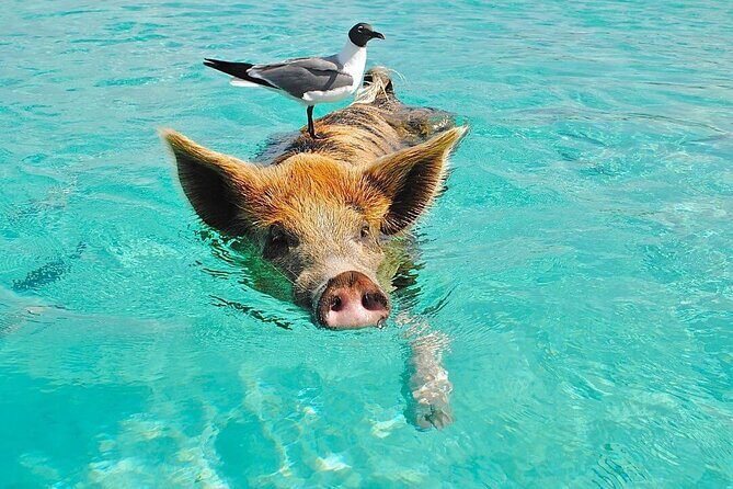 Rose Island 3 Island Luxury Private Tour(8hrs) - Starting Point: Bahamas Water Toys & Tours Marina