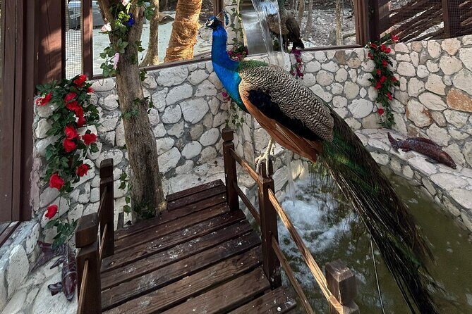 Rose Island Adventure: Snorkel, Sea Turtles, and Private Beach - FAQs