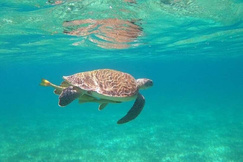 Rose Island Adventure: Turtle, Swim and Snorkel - An In-Depth Look at the Tour Experience