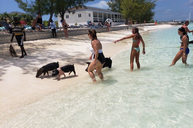 Rose Island: Private Snorkeling, Fishing, and Swimming with Pigs - Key Points