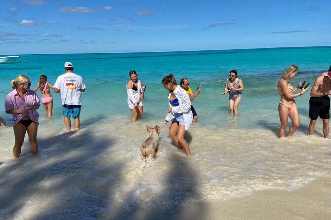 Rose Island Swimming Pigs - An In-Depth Look at the Rose Island Swimming Pigs Experience