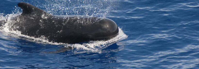 Roseau: Waitukubuli Volcano Snorkeling Boat Trip - Key Points