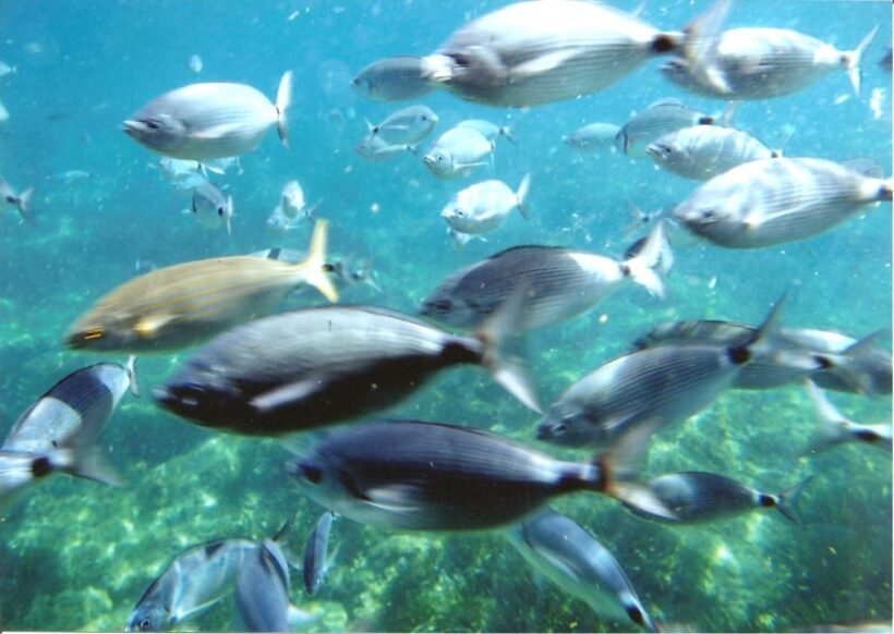 Roses: Costa Brava Catamaran Trip with Underwater Views - An In-Depth Look at the Itinerary and Experience