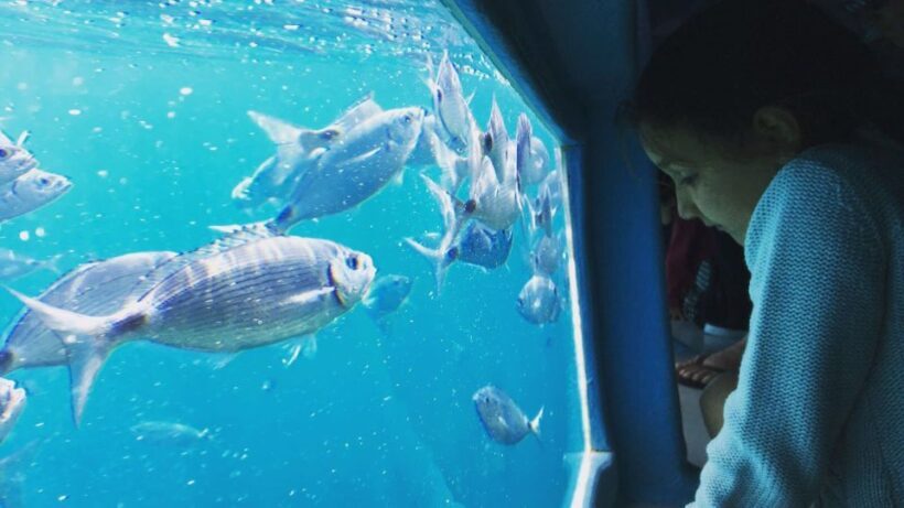 Roses: Cruise to Cala Murtra with Underwater Views - FAQ
