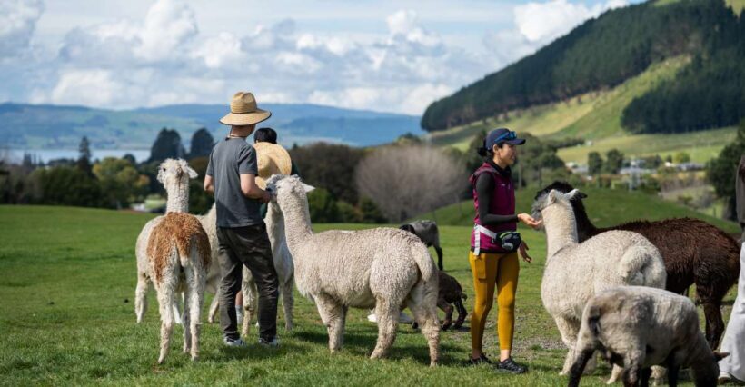 Rotorua: Authentic Kiwi Farm Experience at the Agrodome - Authenticity and Family-Friendly Appeal