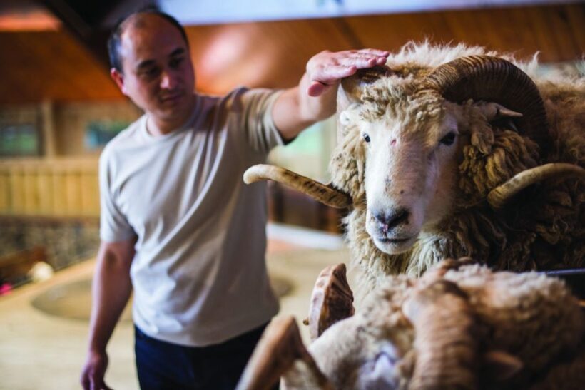 Rotorua: Authentic Kiwi Farm Experience at the Agrodome - Value for Money