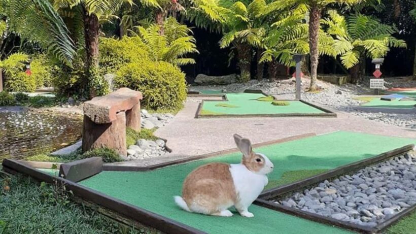 Rotorua: Mini Golf Experience - Practical Details and Value