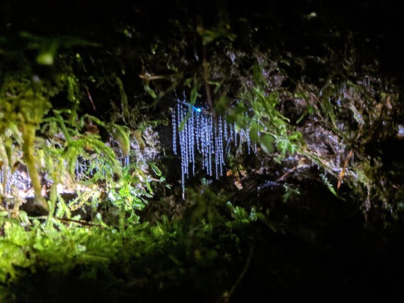 Rotorua: Nocturnal Glow-Worm Adventure Tour with a Guide - Pricing & Value