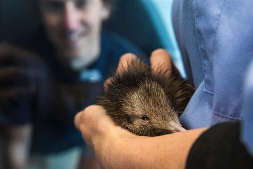 Rotorua: The National Kiwi Hatchery Kiwi Encounter Tour - Analyzing the Value: Price, Support, and Experience