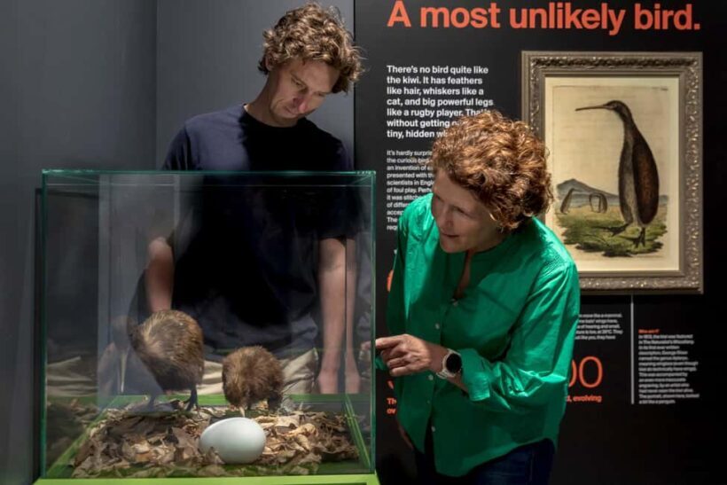 Rotorua: The National Kiwi Hatchery Kiwi Encounter Tour - Who Will Love This Tour?
