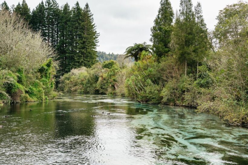 Rotorua: 'Thermal Path Tour' Geothermal half day Tour - Key Points
