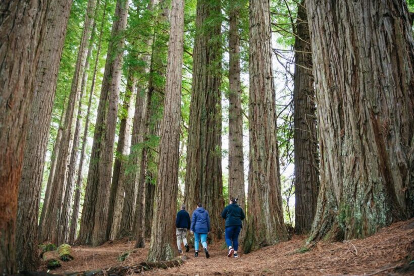 Rotorua: 'Thermal Path Tour' Geothermal half day Tour - Who Should Consider This Tour?