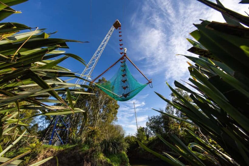 Rotorua: Velocity Valley - NEW Vertigo 43m drop - Who Should Consider This Experience?