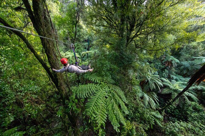 Rotoruas Original 3hr Unique Ancient Forest Zipline Adventure - Key Points