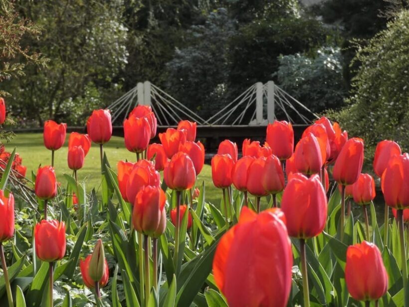 Rotterdam: Trompenburg Botanical Gardens Entry Ticket - The Experience from the Reviews