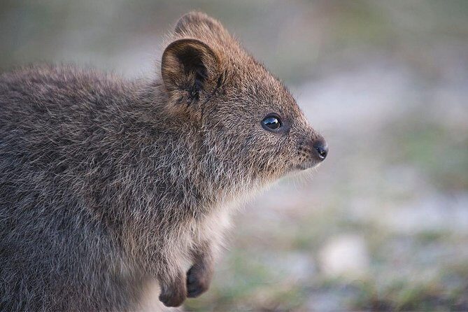 Rottnest Island Bayseeker Tour - Frequently Asked Questions
