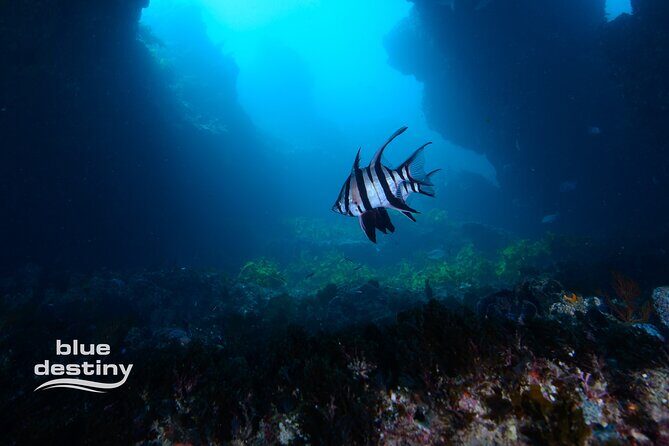 Rottnest Island Boat Dive Day Trip including Lunch - The Sum Up: Is This the Right Choice for You?