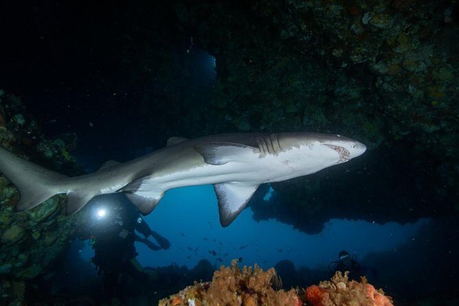 Rottnest Island Deep Dive Day Trips - The Itinerary in Detail