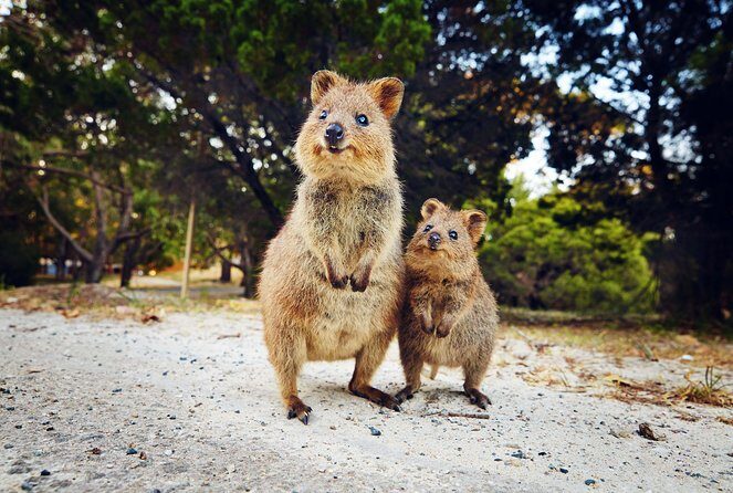 Rottnest Island Deep Dive Day Trips - FAQs