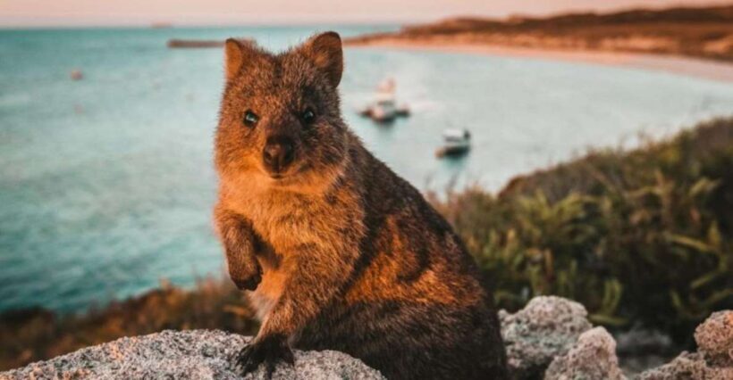 Rottnest Island: Lakes & Bays Guided 12km Hike - Key Points