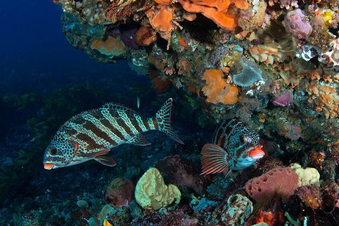 Rottnest Island scuba dive tour - FAQ