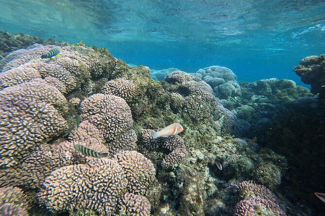 Rottnest Island 'Snorkel and Sail' - Key Points