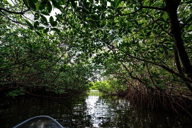 Round Island 2-Hour Glass Bottom Guided Kayak Eco Tour - Practical details: what you need to know