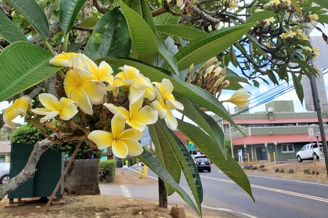 Round Trip North Shore Shuttle from Waikiki to Haleiwa Town / Haleiwa Harbor - FAQ