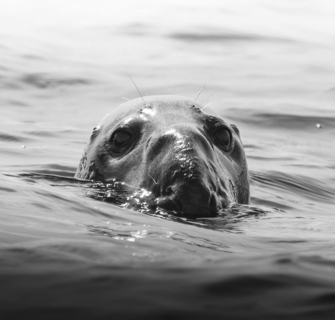Rounding Cornwall Boat Trip Experience. (Departing Penzance) - FAQs