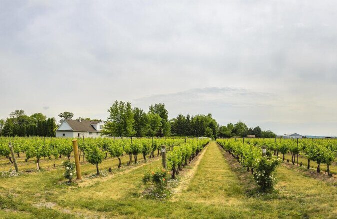 Roundtrip Airport Transportation with wine tour package - Key Points