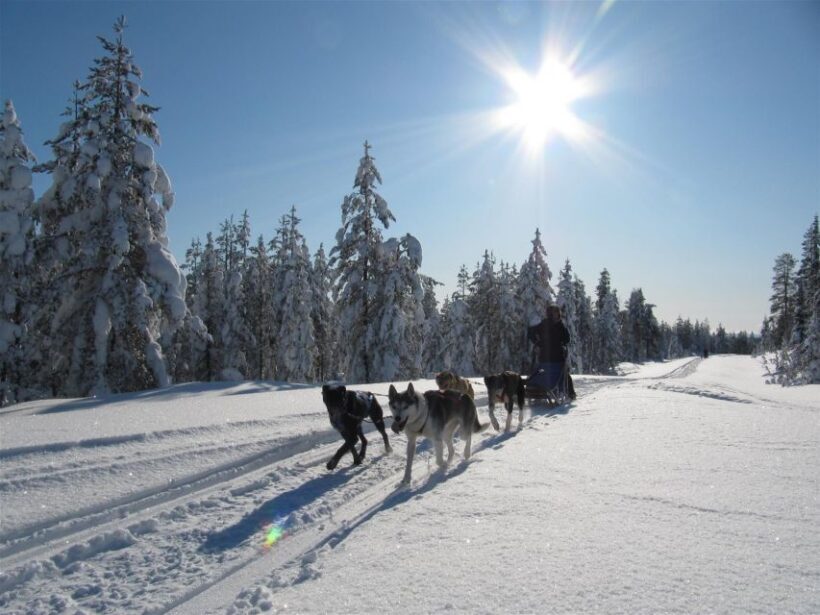 Rovaniemi: Apukka Husky Adventure - An In-Depth Look at the Husky Adventure
