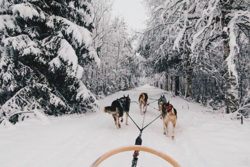Rovaniemi: Apukka Husky Adventure - Final Thoughts