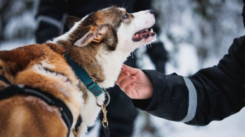 Rovaniemi: Arctic Circle Highlights by Snowmobile - Who Will Love This Tour?