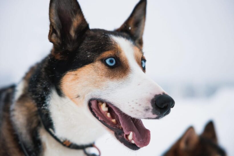 Rovaniemi: Arctic Circle Long Trail Husky Adventure - What Makes This Tour Special?