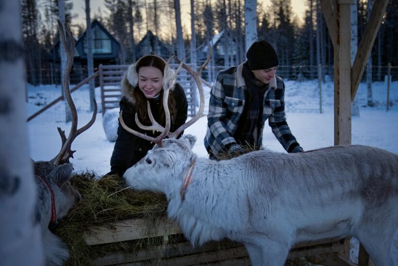 Rovaniemi: Arctic Reindeer Experience with Lunch - Practical Details and What to Expect