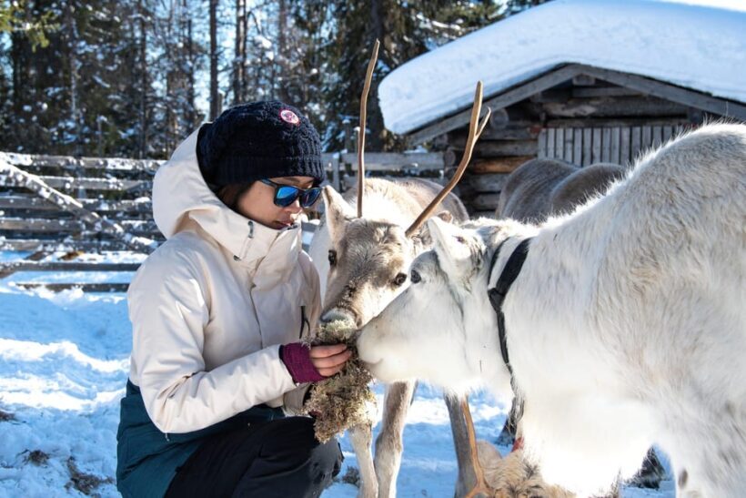 Rovaniemi: Arctic Reindeer Experience with Lunch - FAQ