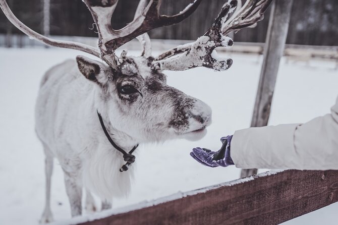 Rovaniemi: Authentic Lapland Reindeer Farm Visit & Sled Ride - Key Points