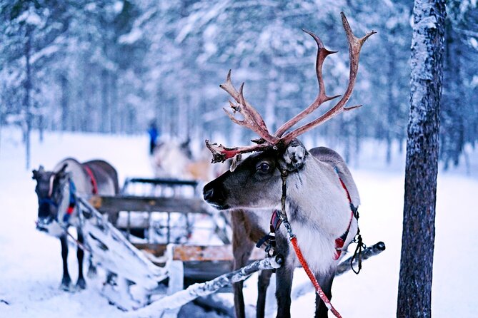 Rovaniemi: Authentic Lapland Reindeer Farm Visit & Sled Ride - Sled Ride Through the Snowy Landscape
