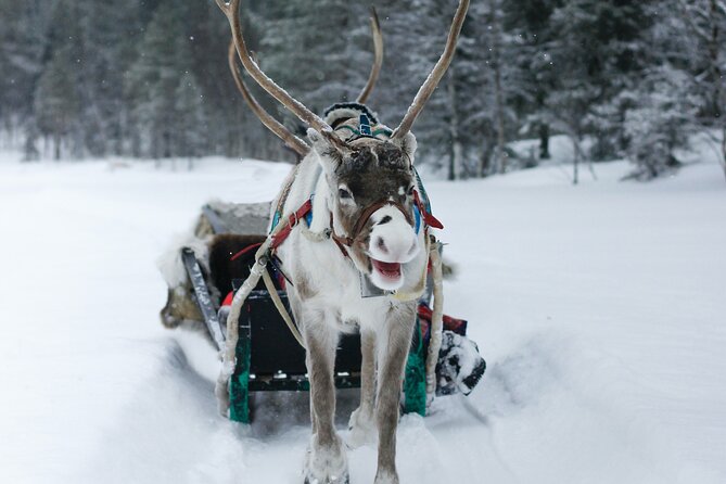 Rovaniemi: Authentic Lapland Reindeer Farm Visit & Sled Ride - Pricing, Booking, and Cancellation Policies