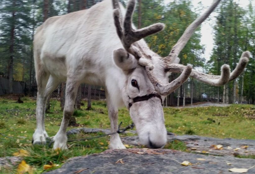 Rovaniemi: Authentic Reindeer Farm & Canoeing - The Itinerary: What to Expect from Start to Finish