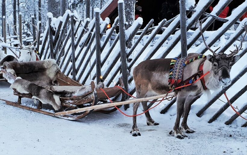 Rovaniemi: Authentic Reindeer Farm Visit and Sleigh Ride - Introduction