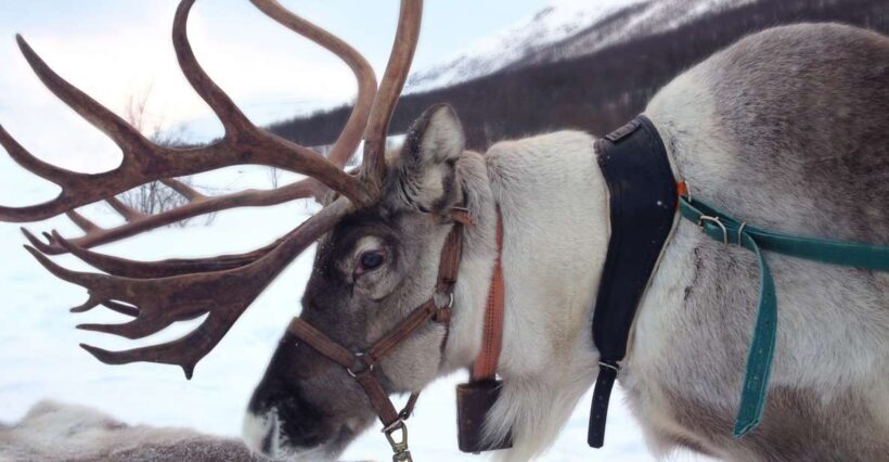 Rovaniemi: Authentic Reindeer Farm Visit and Sleigh Ride - The Value of the Experience