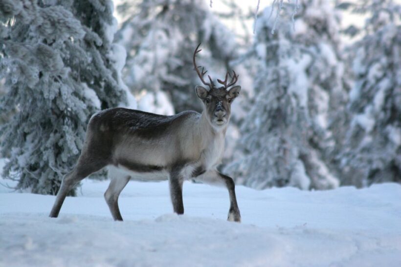 Rovaniemi: Authentic Reindeer Farm Visit and Sleigh Ride - The Sum Up