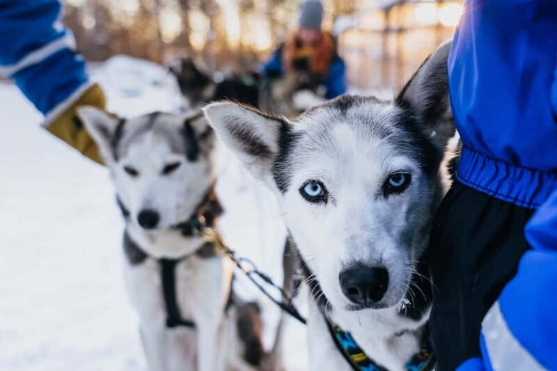 Rovaniemi: Autumn Husky Ride on Wheels - Rovaniemi: Autumn Husky Ride on Wheels—A Genuine Arctic Adventure