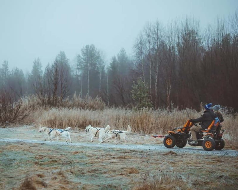 Rovaniemi: Autumn Husky Ride on Wheels - An In-Depth Look at the Tour