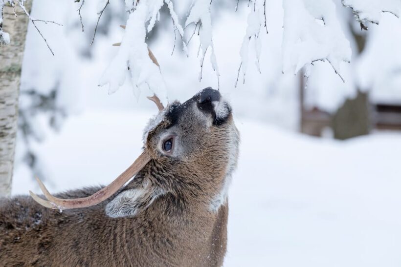 Rovaniemi: Day at Ranua Wildlife Park Arctic Zoo - Exploring Ranua Wildlife Park: What You Can Expect