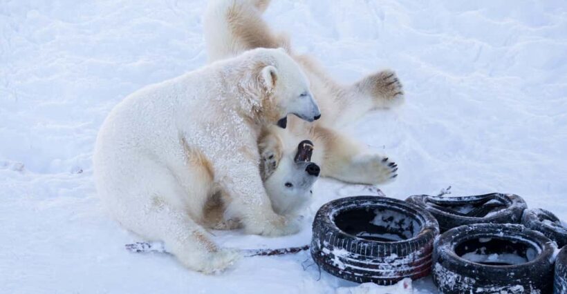 Rovaniemi: Day at Ranua Wildlife Park Arctic Zoo - Duration, Pricing, and Value
